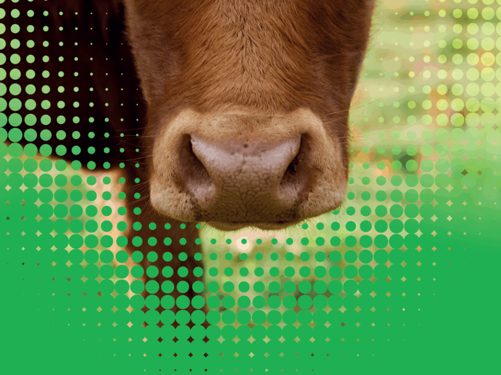 Bromhex, mucolítico y expectorante de alta eficacia | Laboratorios Over SRL